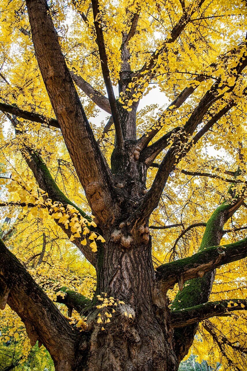 The Science Behind Why Leaves Change Colors in the Fall | The Tricks ...